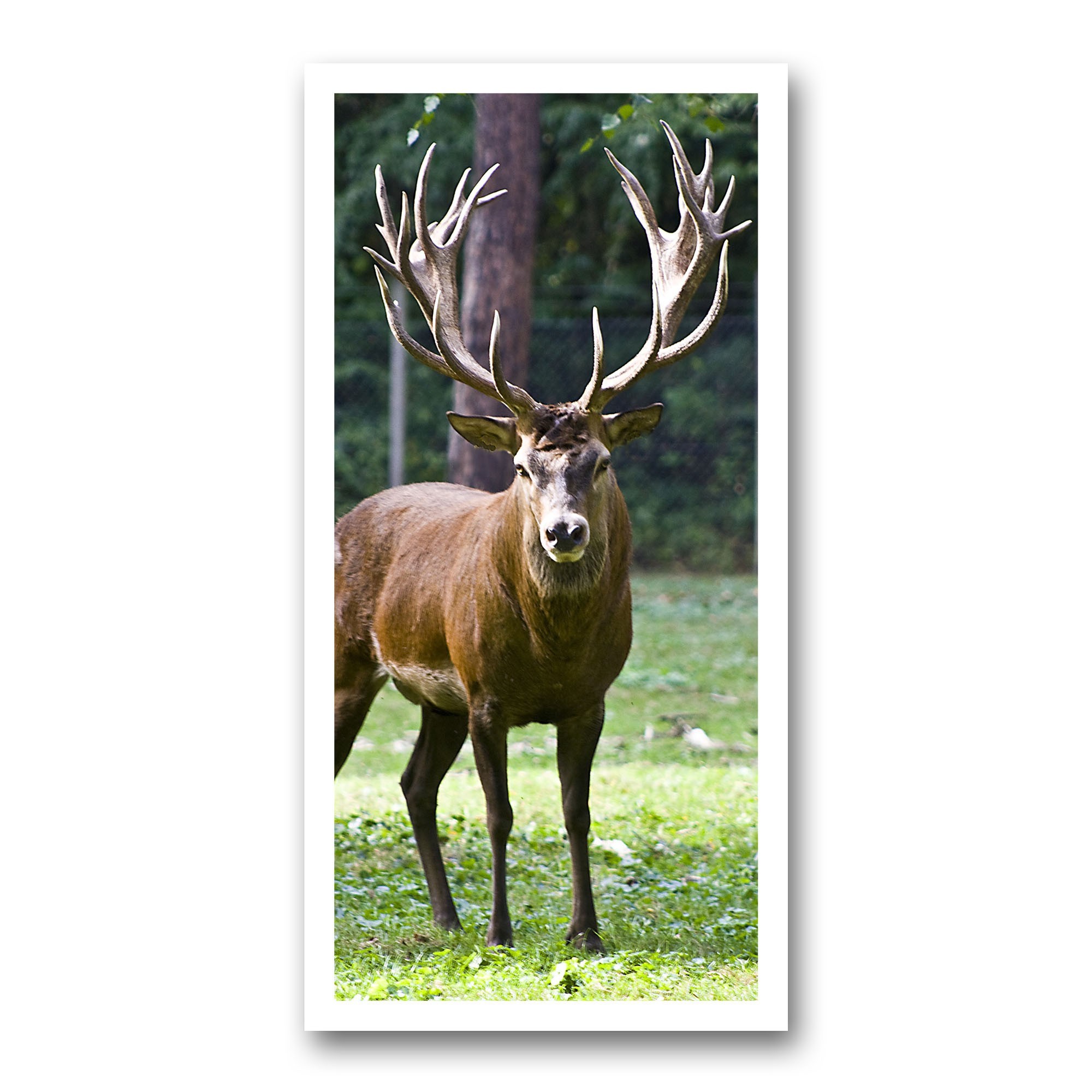 Plaque photo décorative ALU Grand cerf de face | Made in Chasse