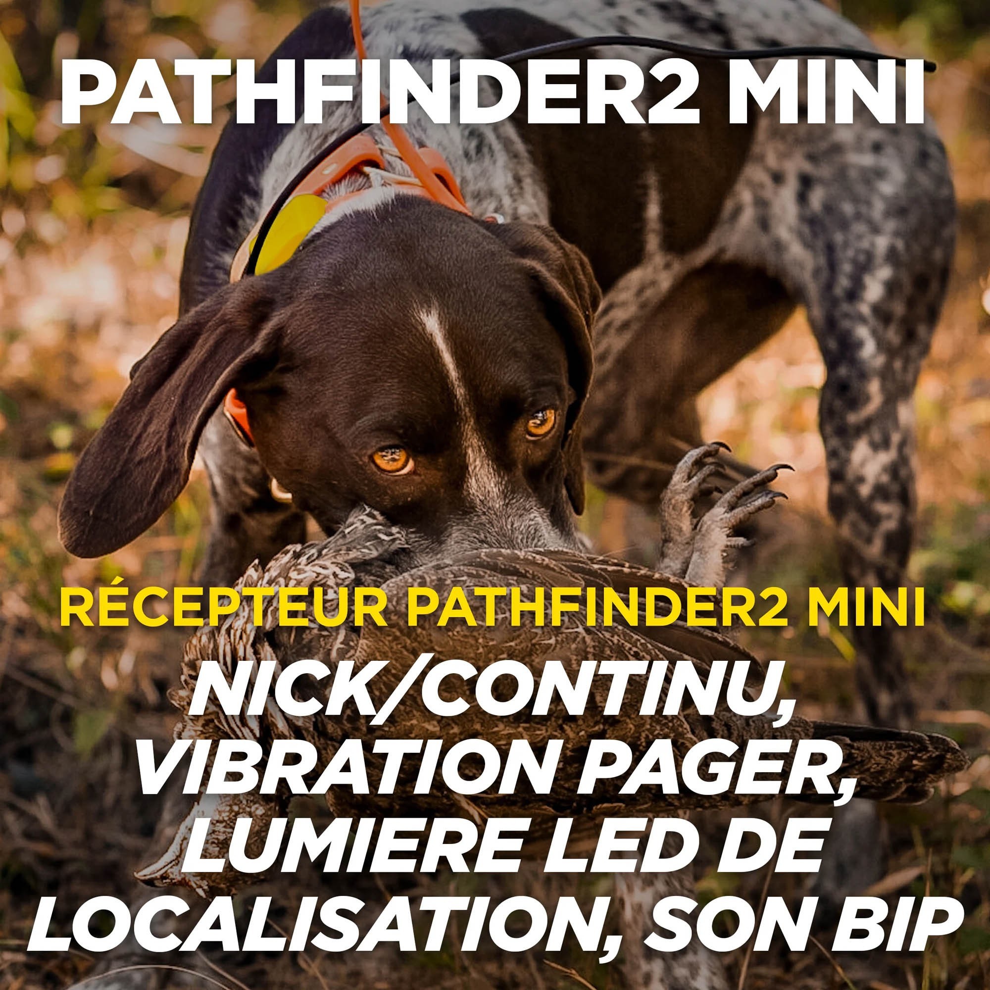 Système dressage repérage GPS Dogtra Pathfinder 2 Mini - Colliers de ...