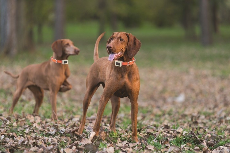 Collier de repérage GPS pour chien Weenect Pets - GPS pour animaux ...